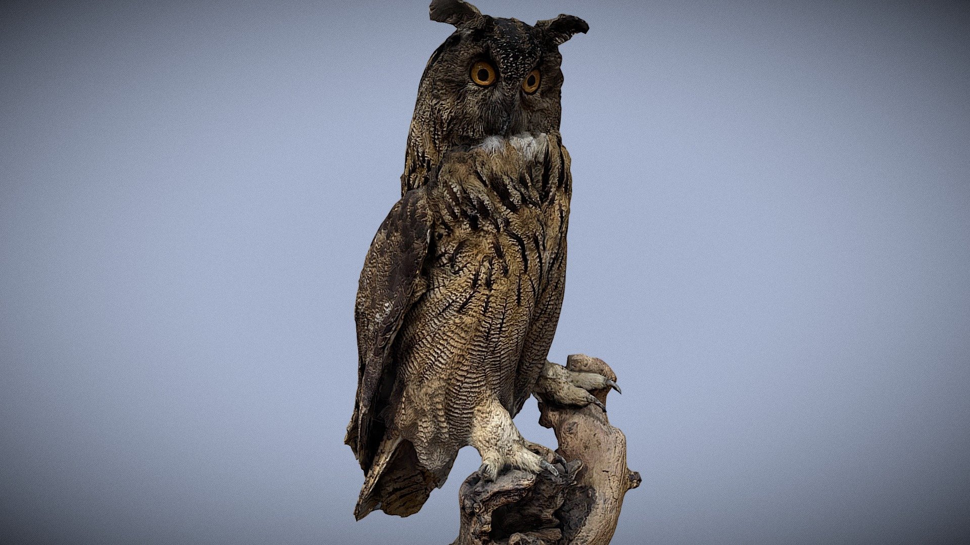 Owl Mesh - Buy Royalty Free 3D model by meta vision (@animakid ...