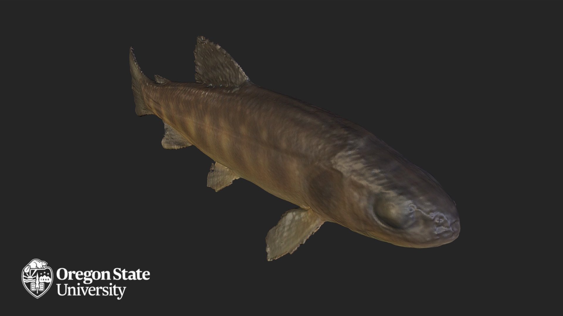 Brook Trout - Download Free 3D model by Oregon State University ...