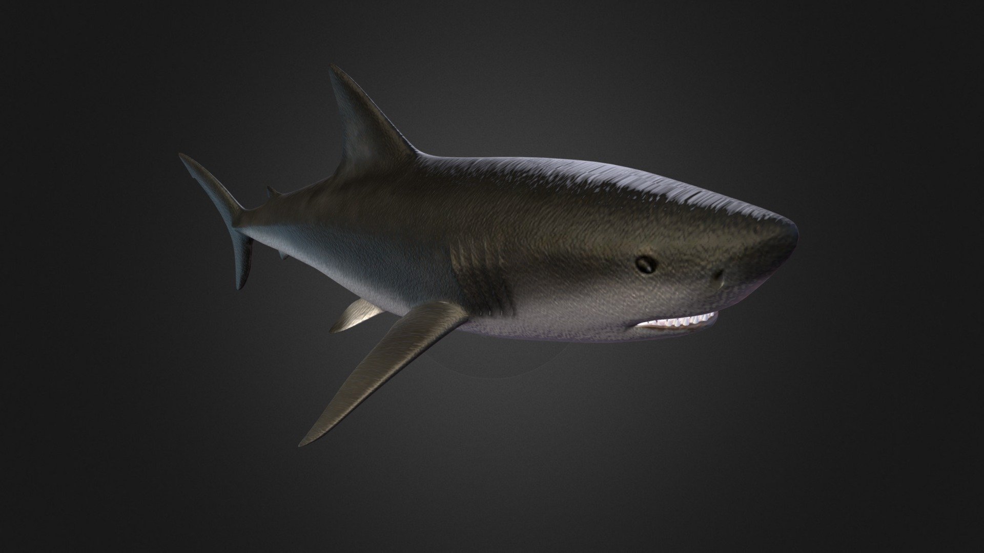 Shark - 3D model by Cheng (Aaron) Li (@aaronleeiv) [e367a26] - Sketchfab