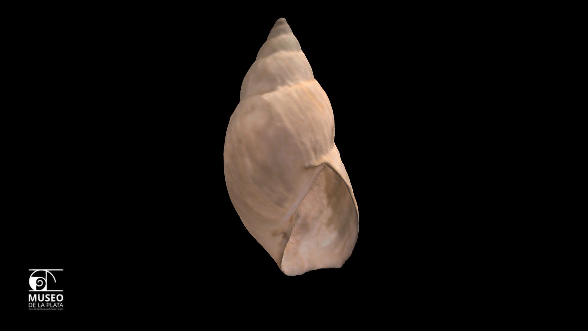 Bulimulus (Scansicochlea) gladysae MLP- Ma 13345 - 3D model by Museo de ...