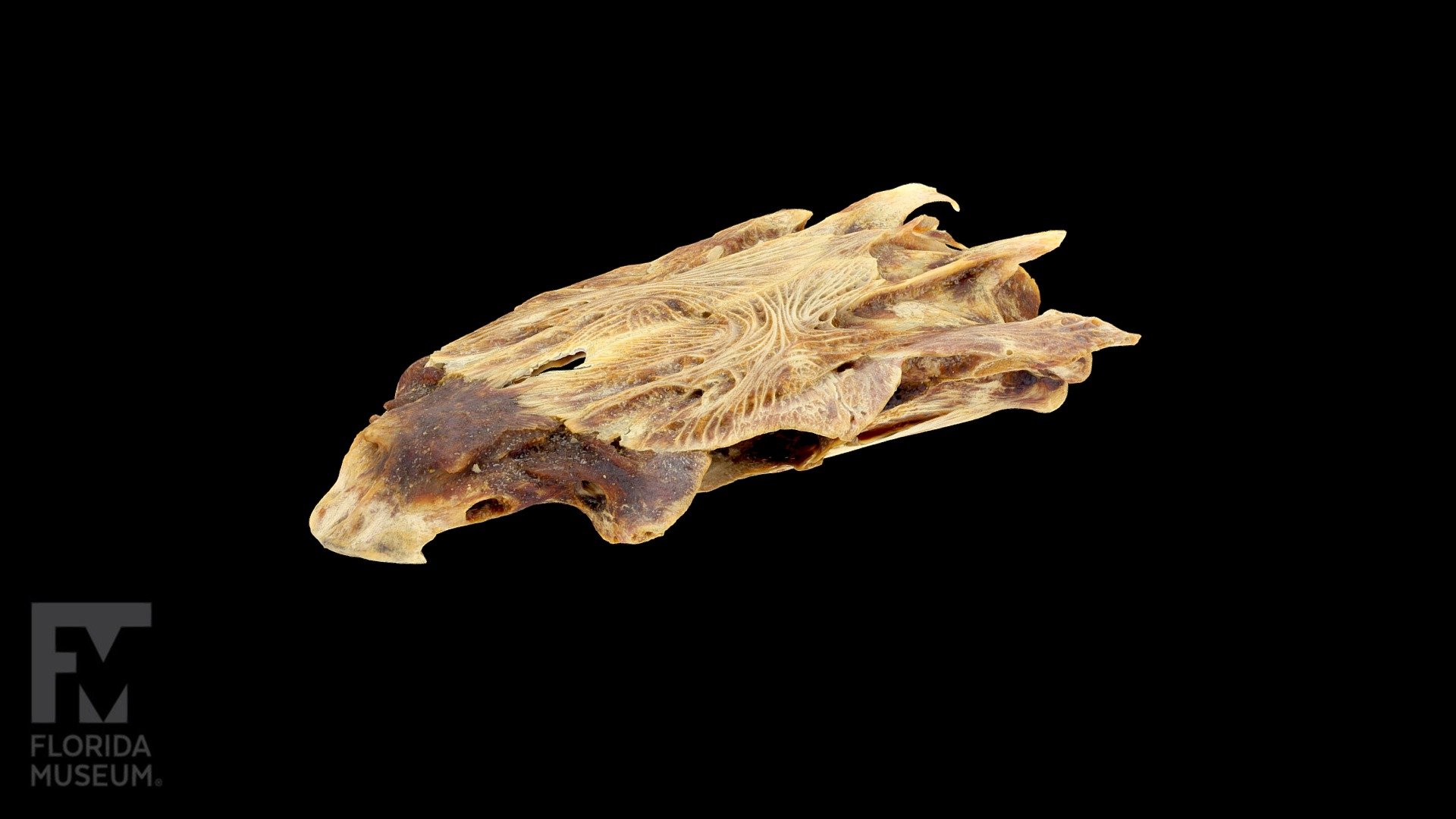 Cobia Skull - 3D model by FloridaMuseum [e37ceb7] - Sketchfab