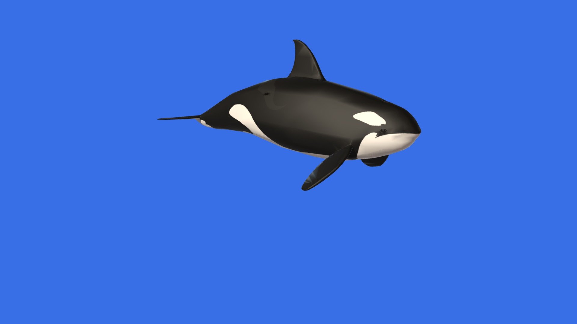 Grampus - 3D model by Vahe Simonyan (@vardges) [e37ddfd] - Sketchfab