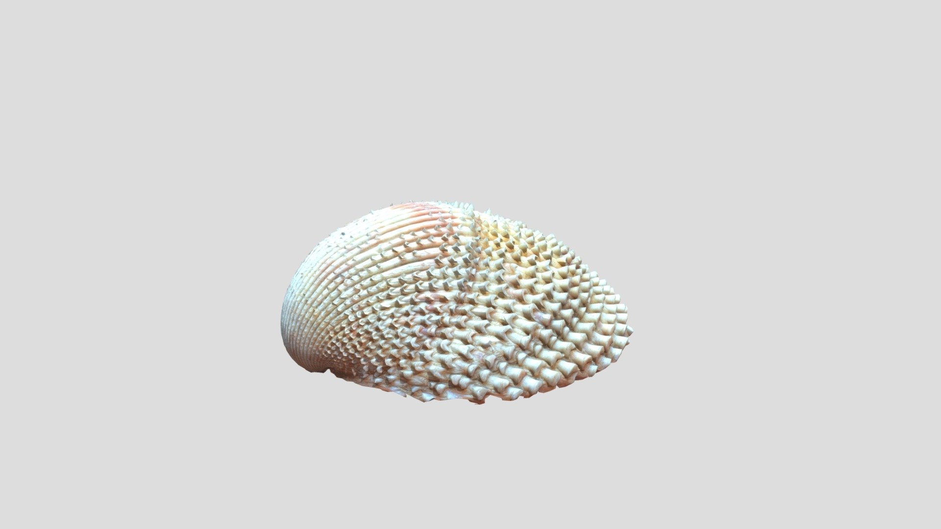 Sea shell - Download Free 3D model by mecha_ecl [e37e9b7] - Sketchfab