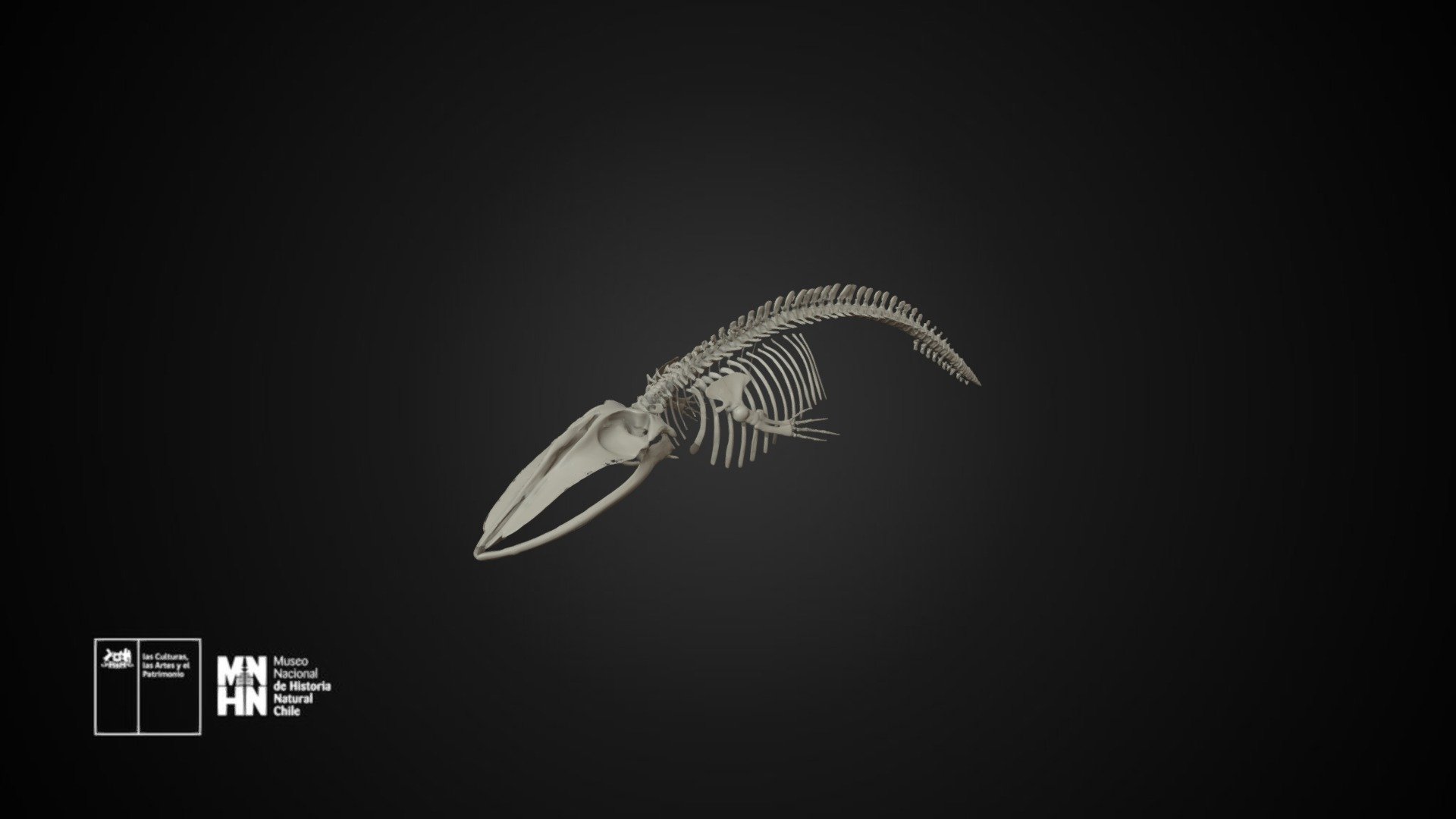 Ballena Balaenoptera borealis - Download Free 3D model by Museo ...