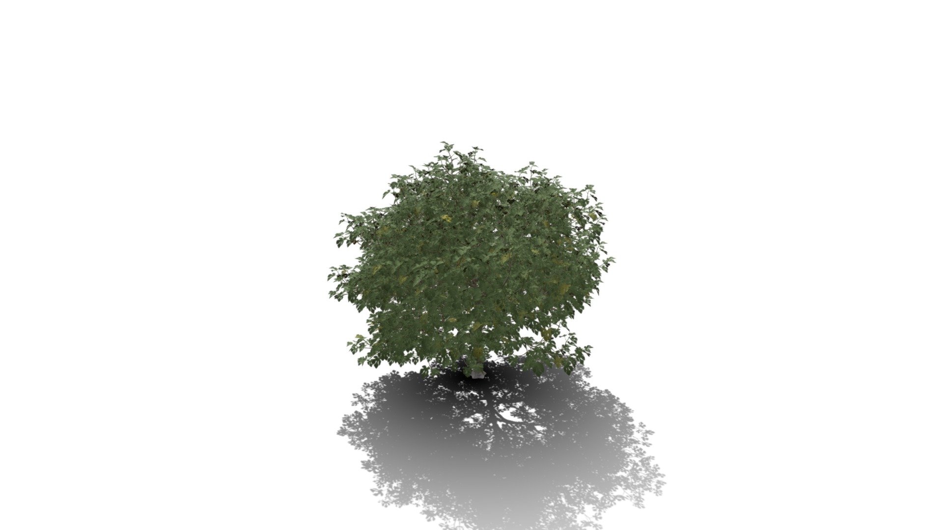 Realistic HD Common fig tree (19/30) - Buy Royalty Free 3D model by ...