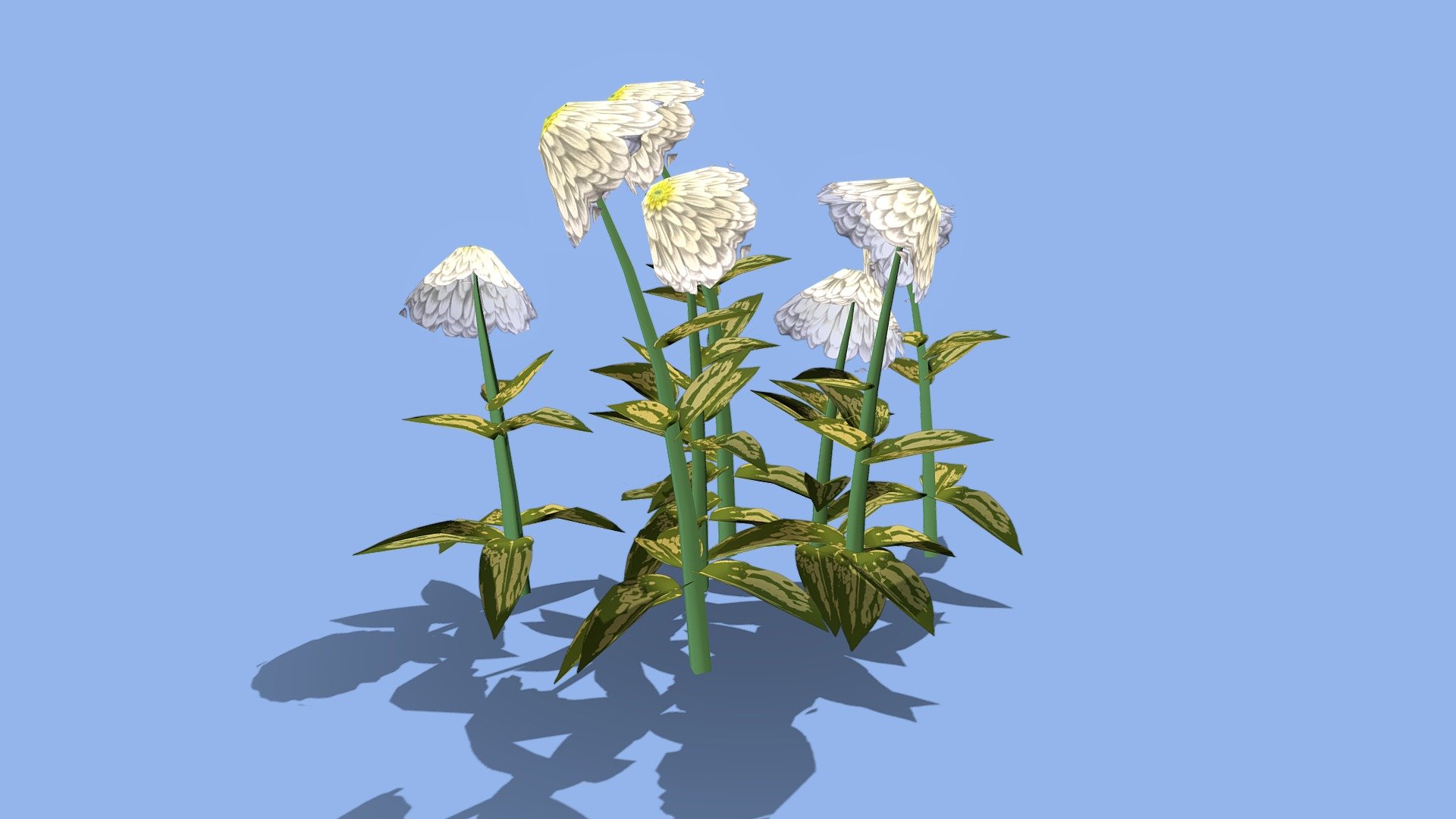 36 Zinnias White Gem - Download Free 3D model by cailenlp [e38f6e6 ...