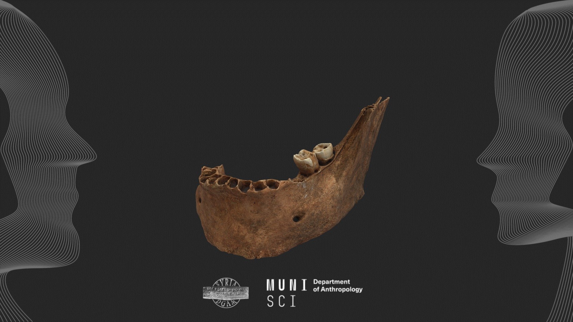 Archaeological human mandible #11 - Syria - Download Free 3D model by ...