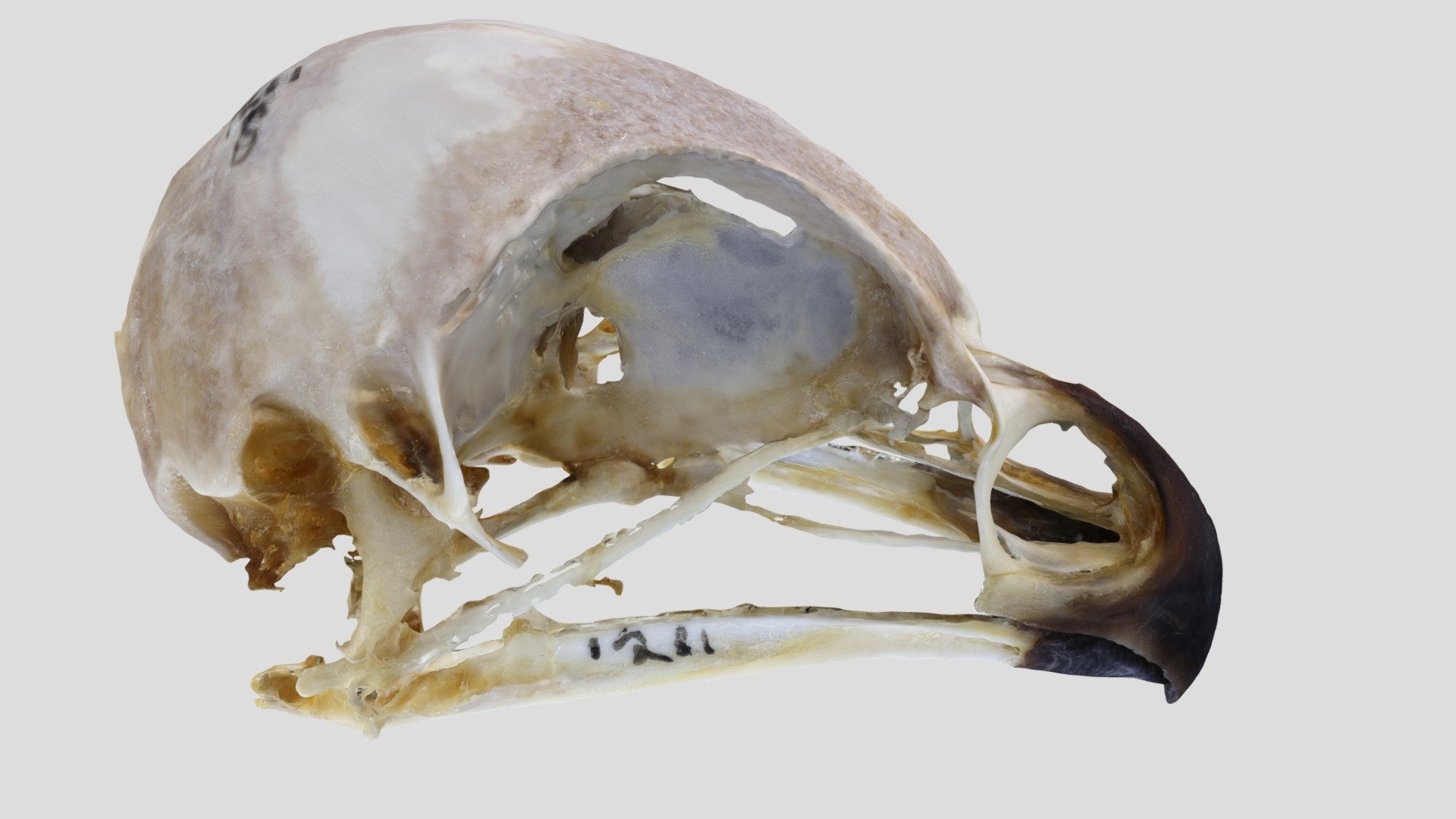 UWYMV:Bird:1211, Colinus virginianus, Skull - Download Free 3D model by ...