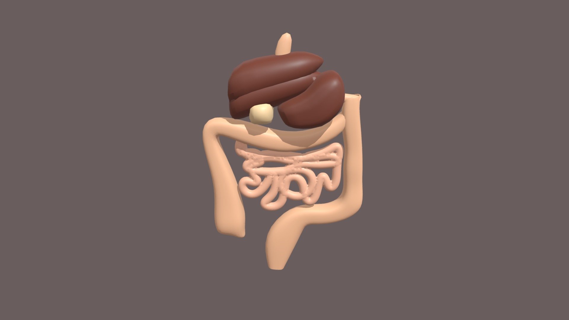 anatomy digestion - 3D model by aguzman2 [e39d4be] - Sketchfab