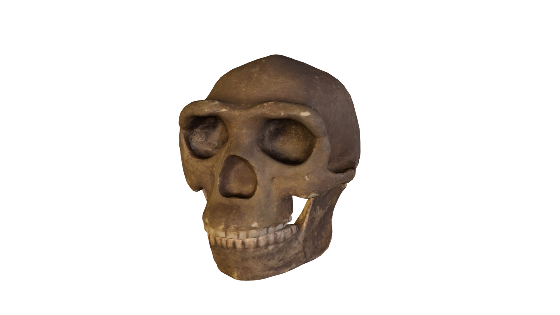 homo erectus - Download Free 3D model by BuluLulu [e39dfdb] - Sketchfab