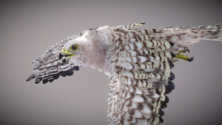 Wings 3D models - Sketchfab