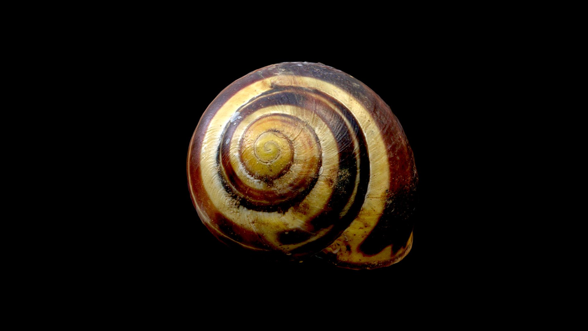 Snail Shell - Lowpoly - Download Free 3D model by Rick Hoppmann ...