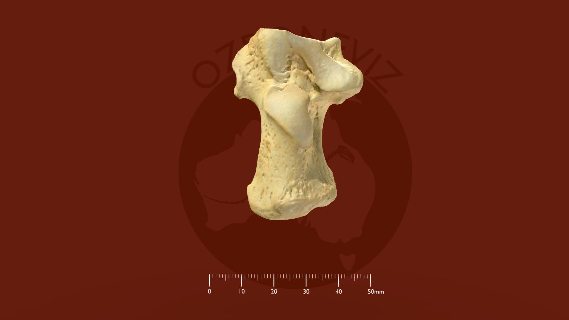 Australian fur seal calcaneus - 3D model by Ozboneviz [e3aaed9] - Sketchfab