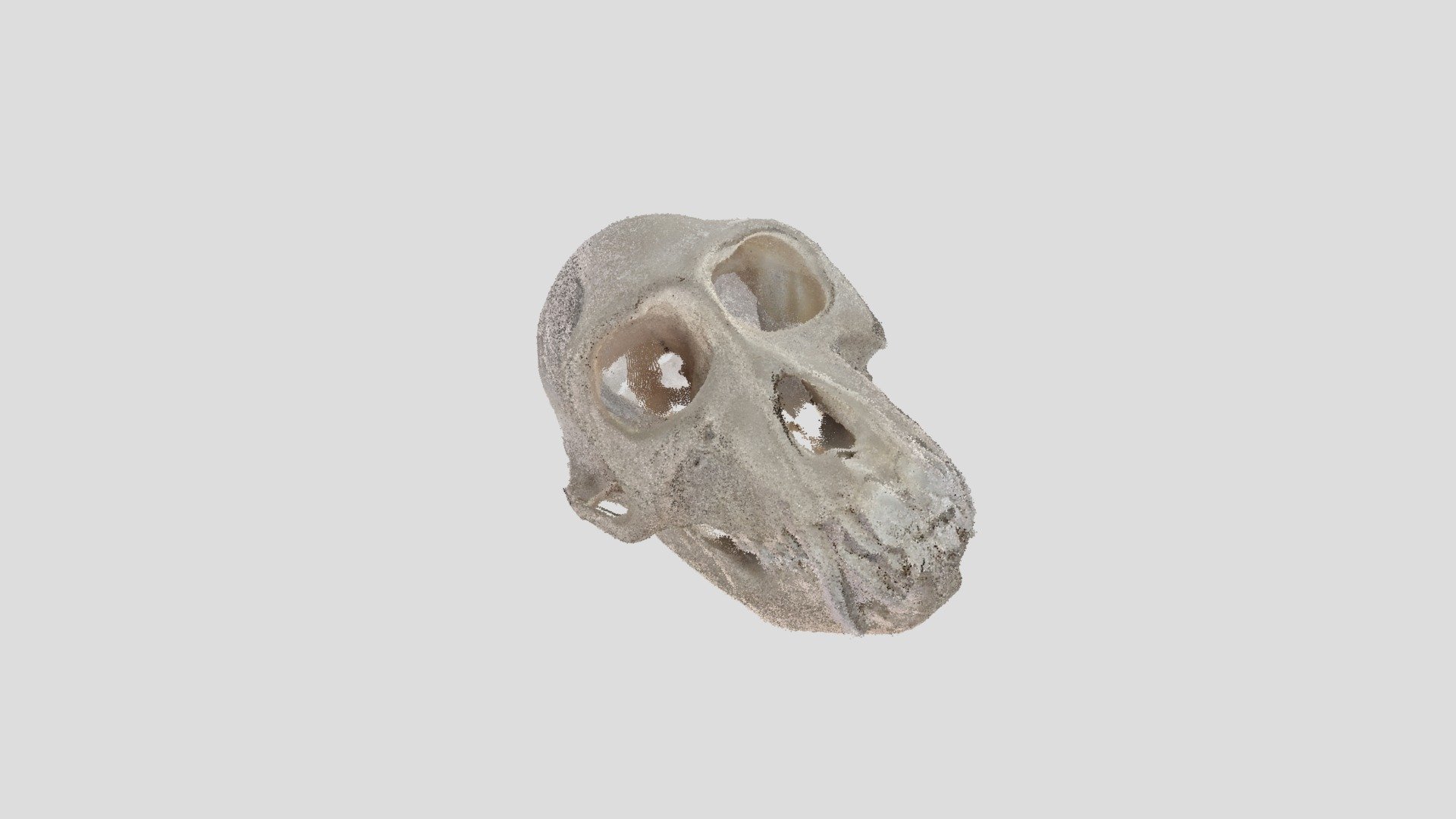 Baboon Skull 2023.22_fuse - 3D model by University of Stirling ...