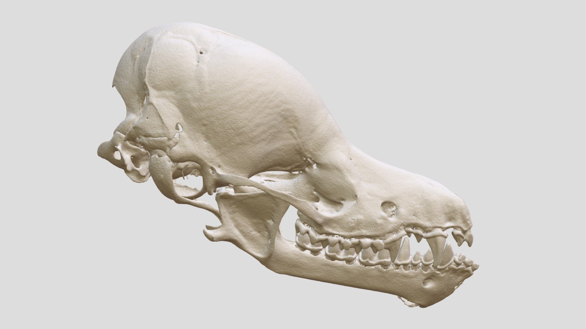Myotis oxyotus (ACUNHC:Mamm:1154) - 3D model by Biodiversity [e3b3d42 ...
