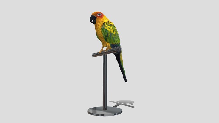 Conure 3D models - Sketchfab