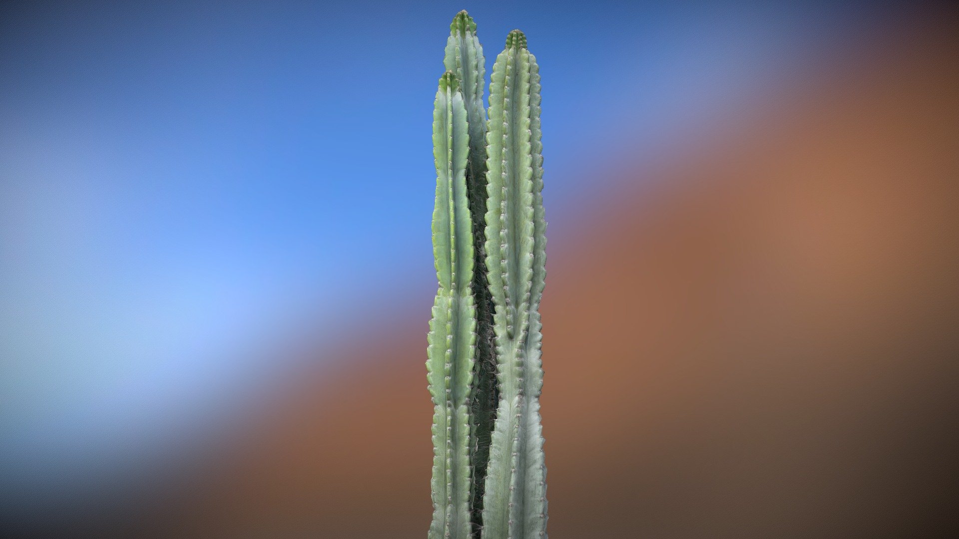 Cactus Reality Scan - Download Free 3D model by Austin Beaulier ...