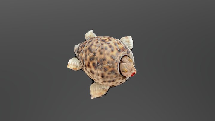 Cowrie 3D models - Sketchfab