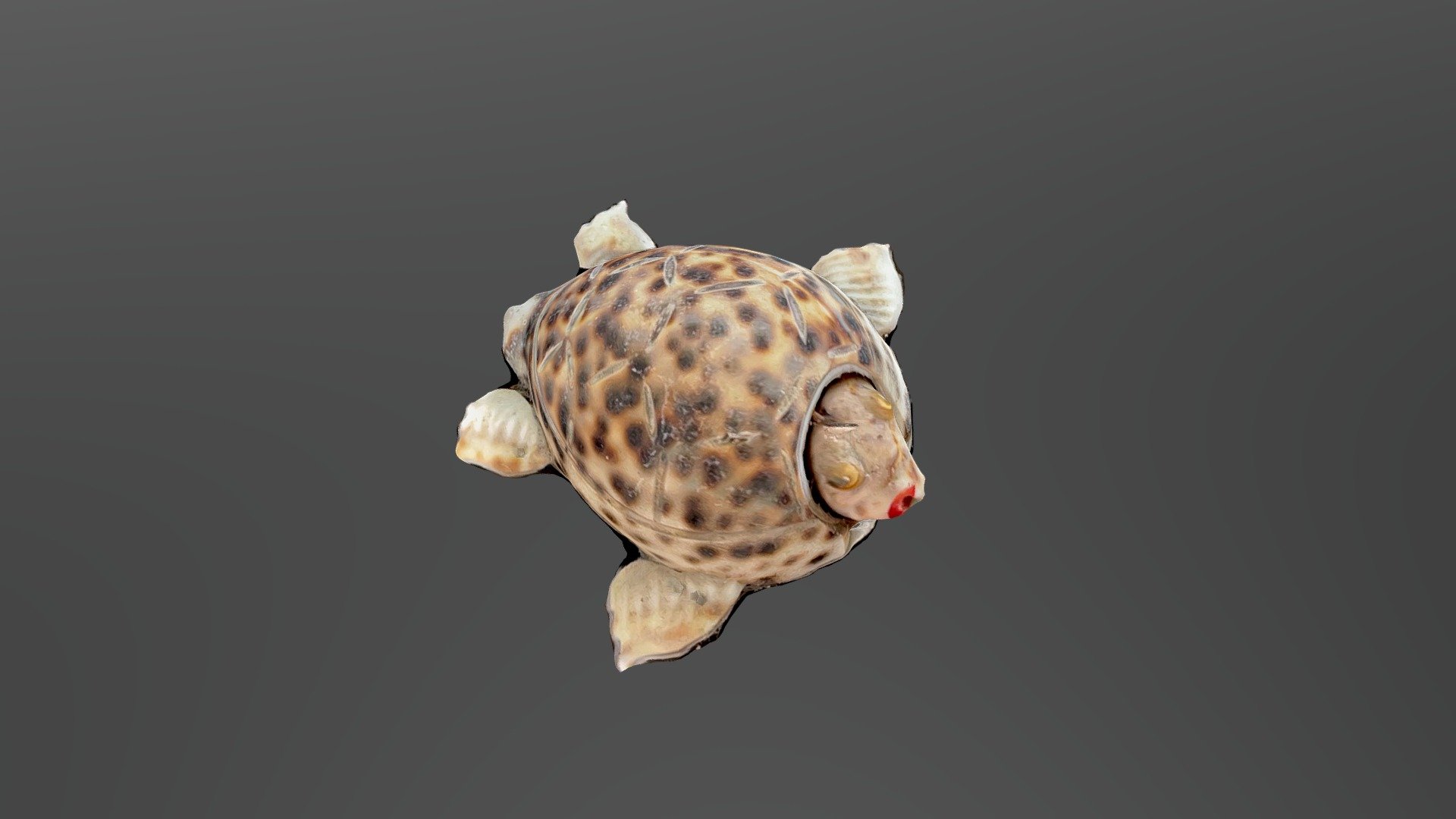 Cowrie Shell Turtle Sculpture (Scaniverse) - Download Free 3D model by ...