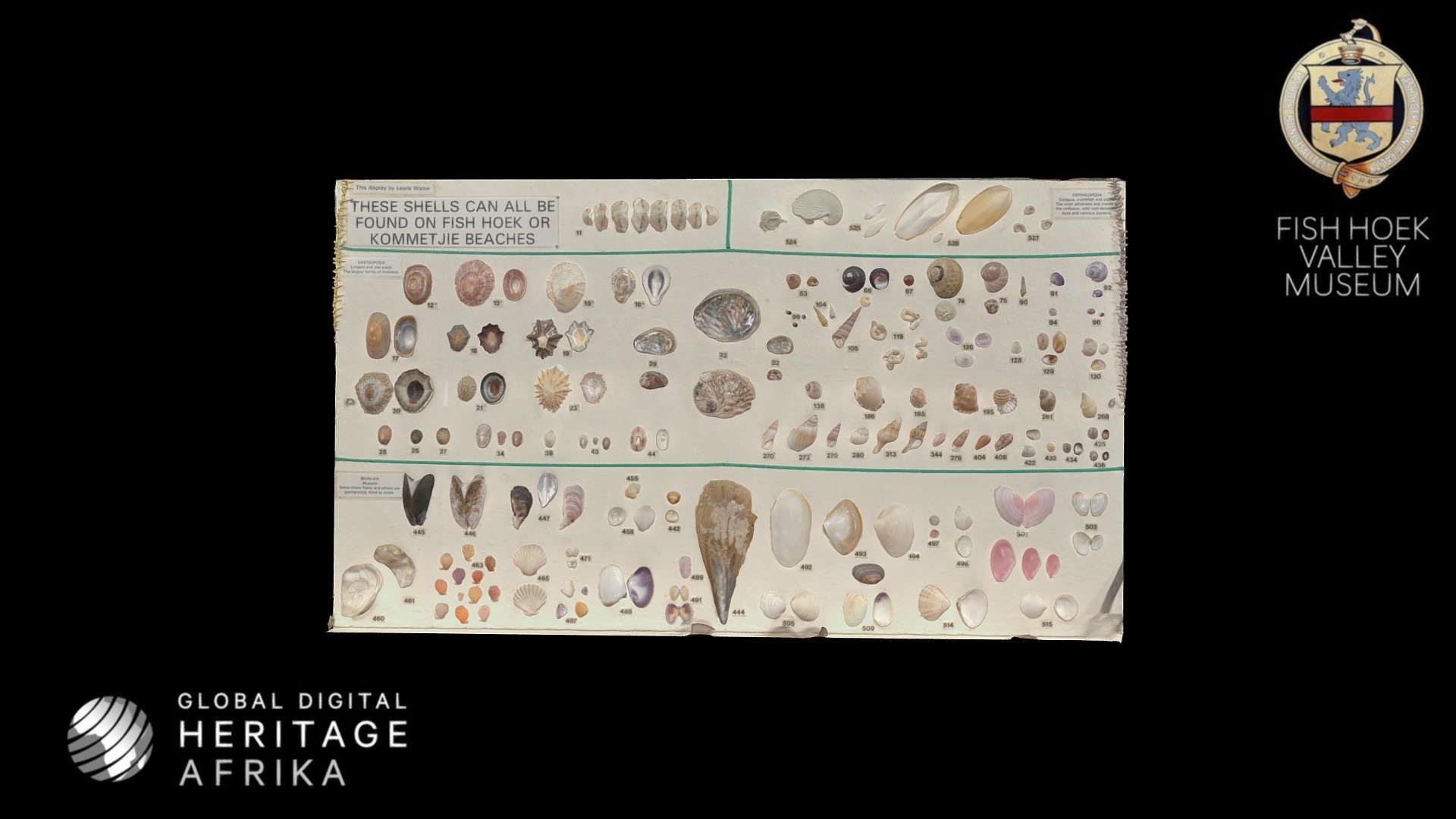 Shell Display - Fish Hoek, South Africa - Download Free 3D model by ...