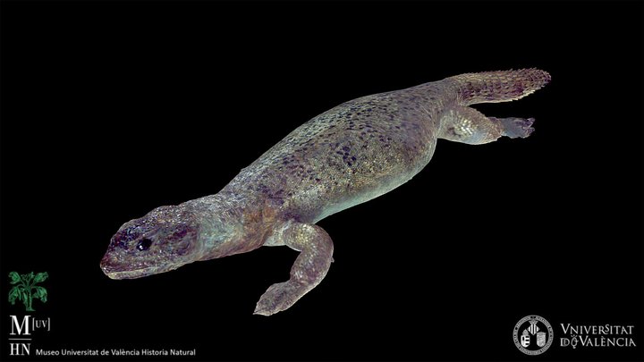 Uromastyx 3D models - Sketchfab