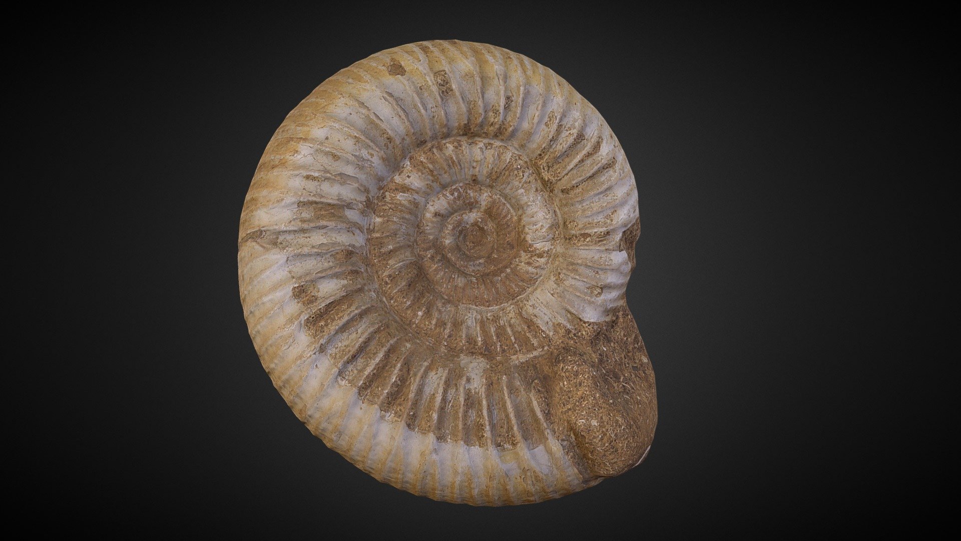 Ammonite - 3D model by Yu (@FFT_kedar) [e3c4a67] - Sketchfab