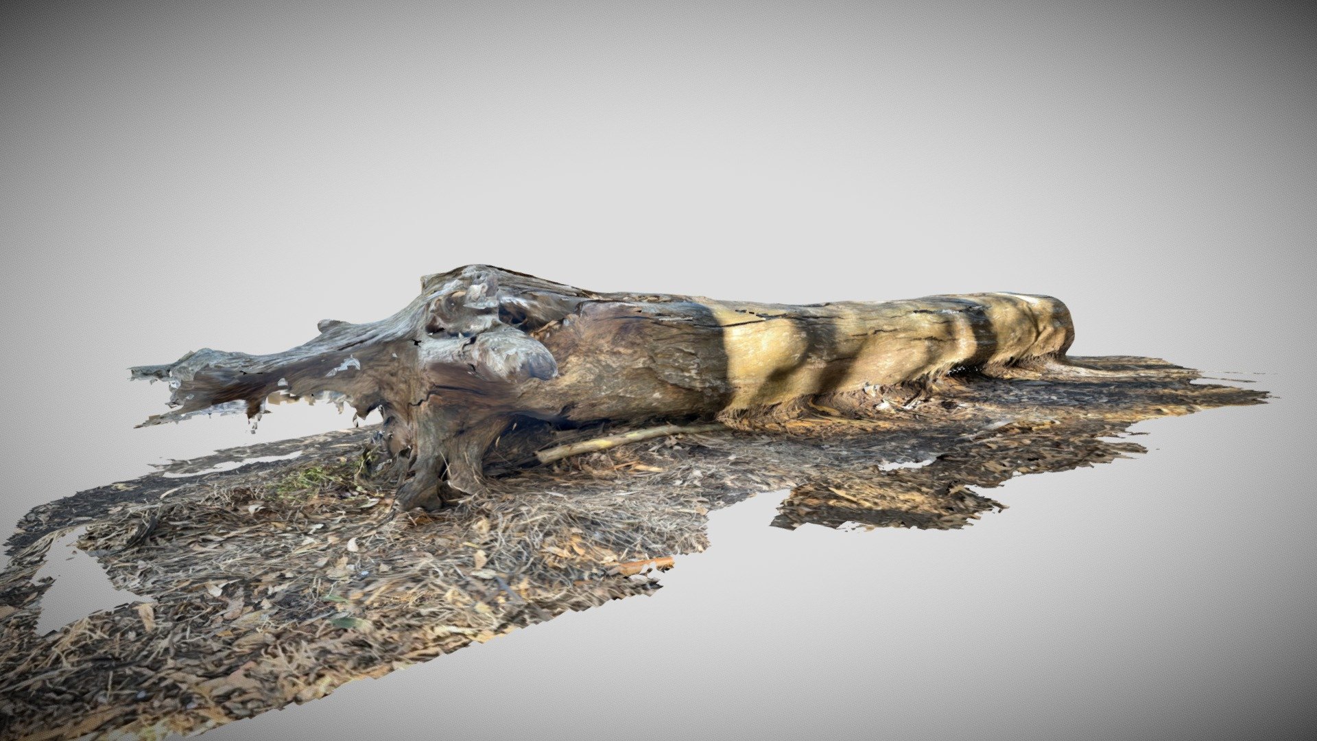 Scan of fallen tree - Download Free 3D model by sterlingcrispin ...