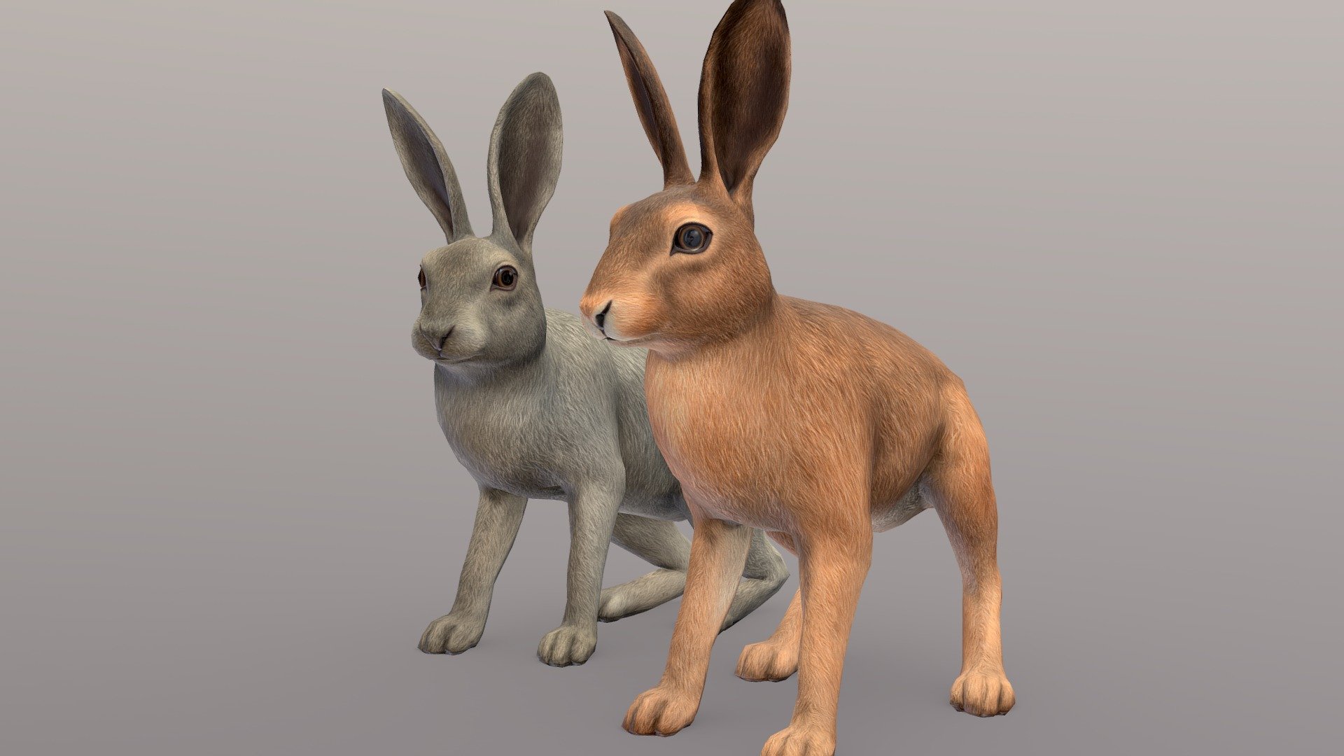 Hare textures - 3D model by RedDeer (@billl90) [e3cc2a6] - Sketchfab