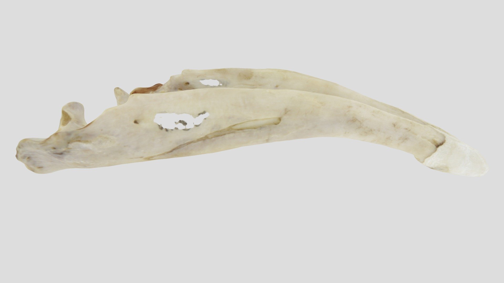 UWYMV:Bird:4108, C. aura meridionalis, Mandible - Download Free 3D ...
