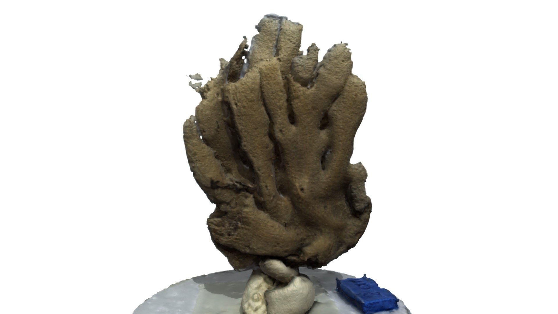 Spongia - Download Free 3D model by AVZ (@micropalaeontology) [e3d3d50 ...
