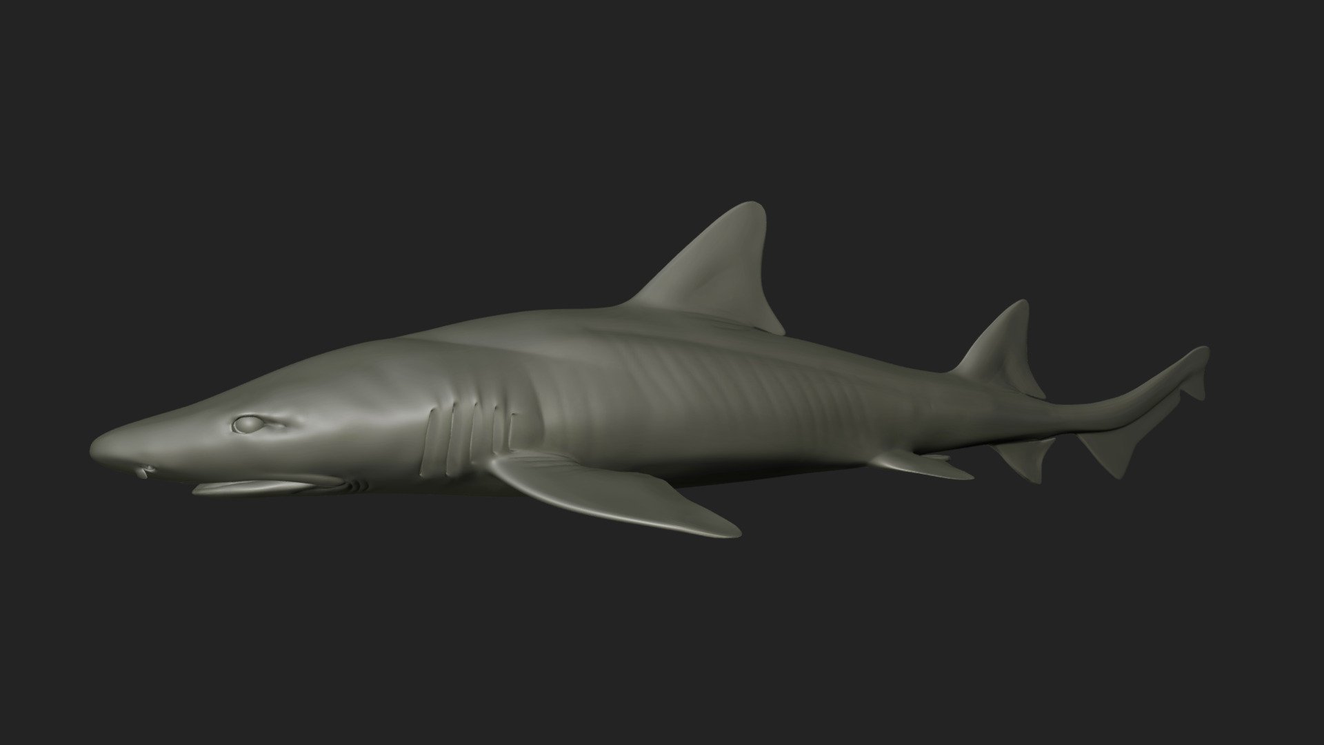 Model 90B - Spotted Gully Shark Mesh - Download Free 3D model by ...