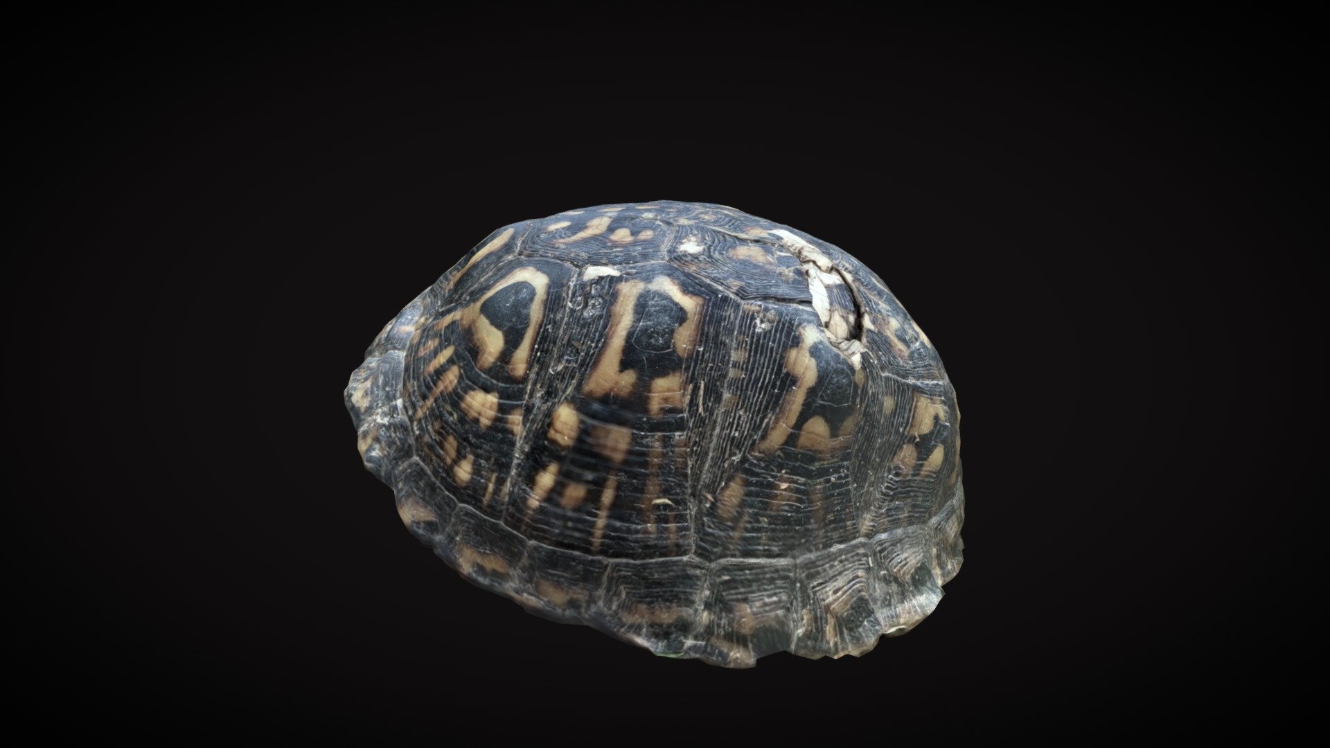 Day 294: Ornate Box Turtle - Buy Royalty Free 3D model by uttamg911 ...