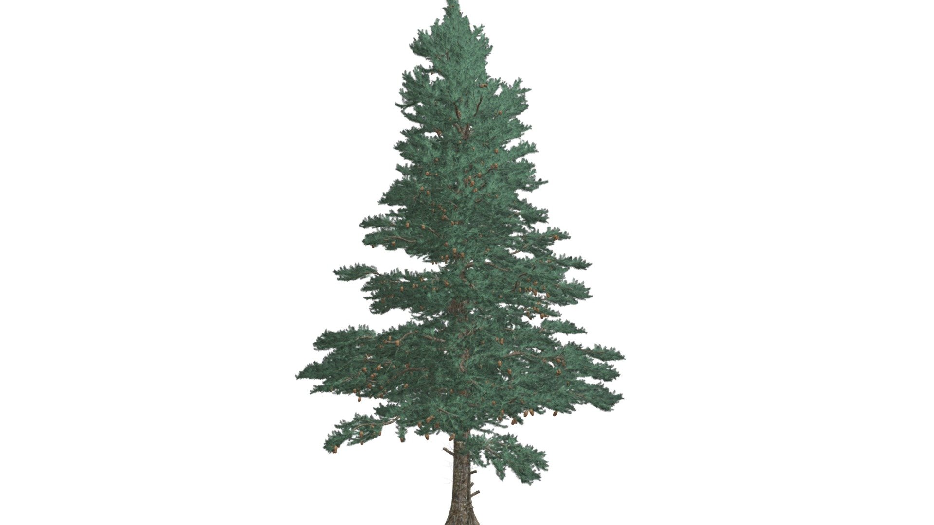 White Fir Tree #01 - Buy Royalty Free 3D model by meshshape [e3db44a ...