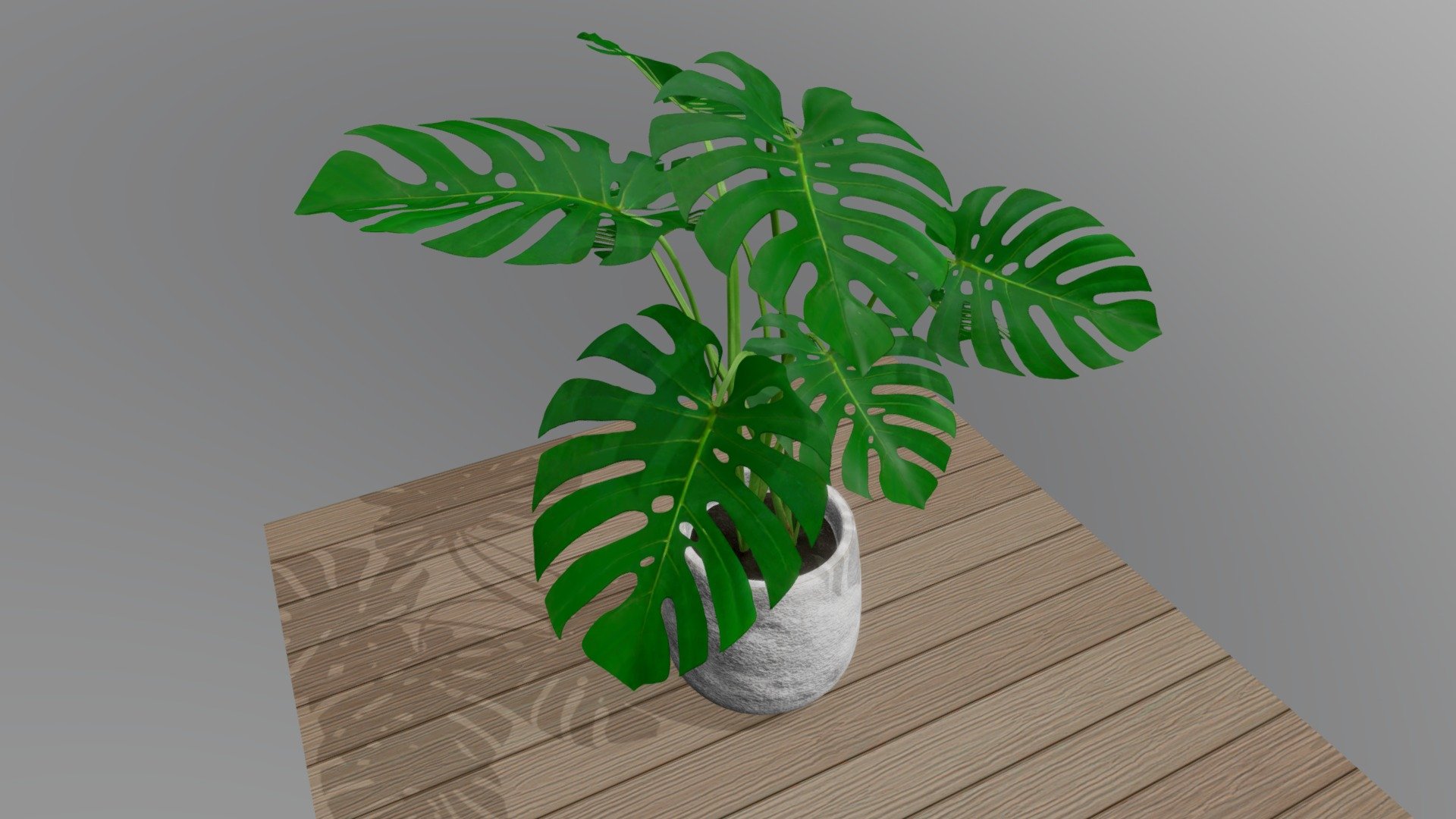 Monstera - 3D model by GGGP (@gggp999) [e3dbf8e] - Sketchfab