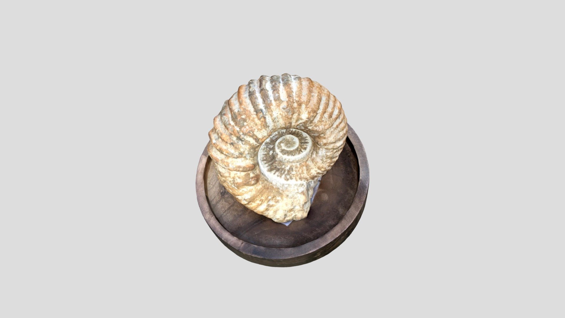 3D model of a 40 mil year old fossil - Buy Royalty Free 3D model by ...