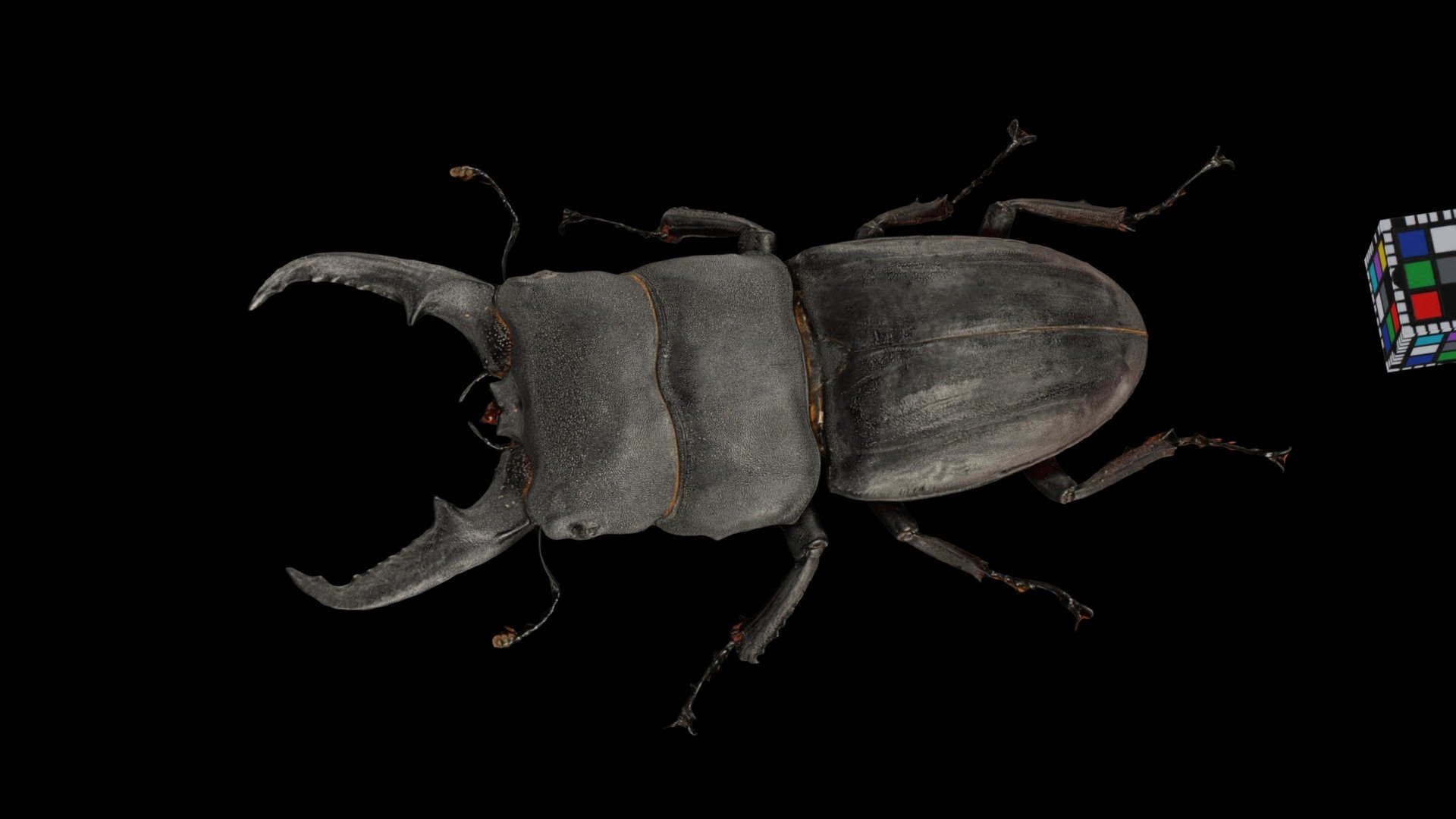 ヒラタクワガタ ♂ Hirata Stag Beetle, Dorcus titanus - Download Free 3D model ...