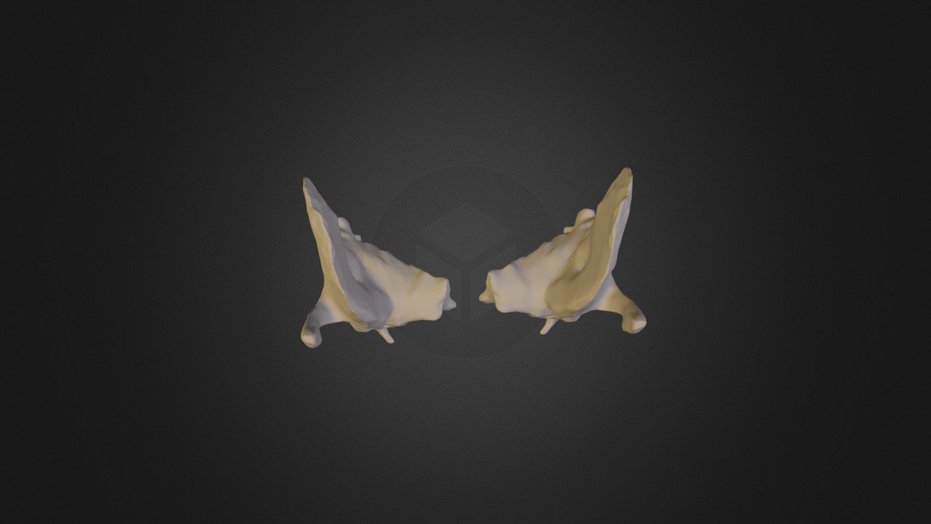 Temporal Bone Human Anatomy - 3D model by Medical University of Lublin ...