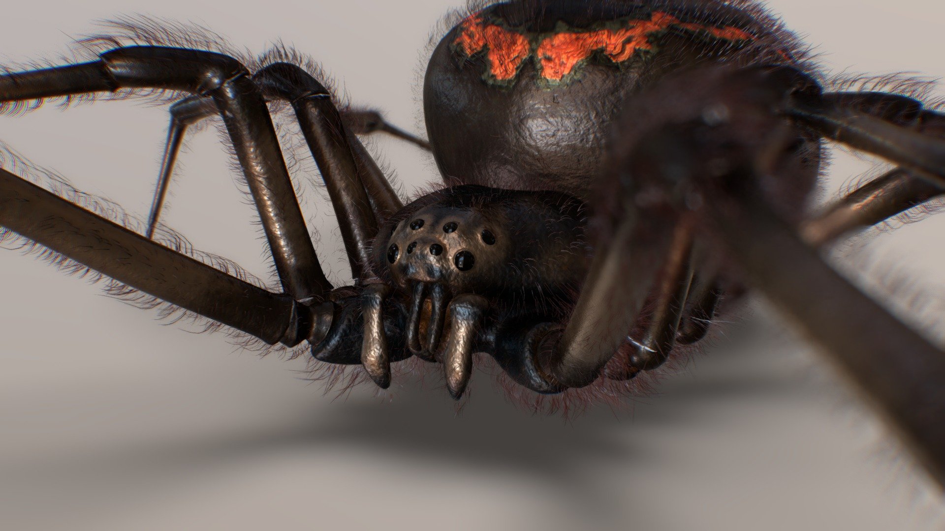 Redback Spider 19042018 - 3D model by vector6 [e3e6411] - Sketchfab