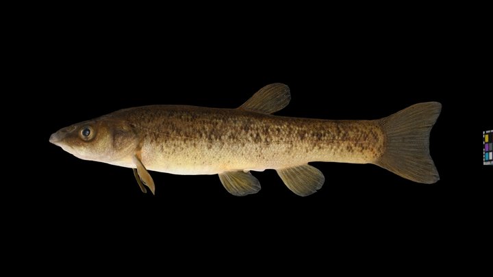 Rhynchocypris 3D models - Sketchfab