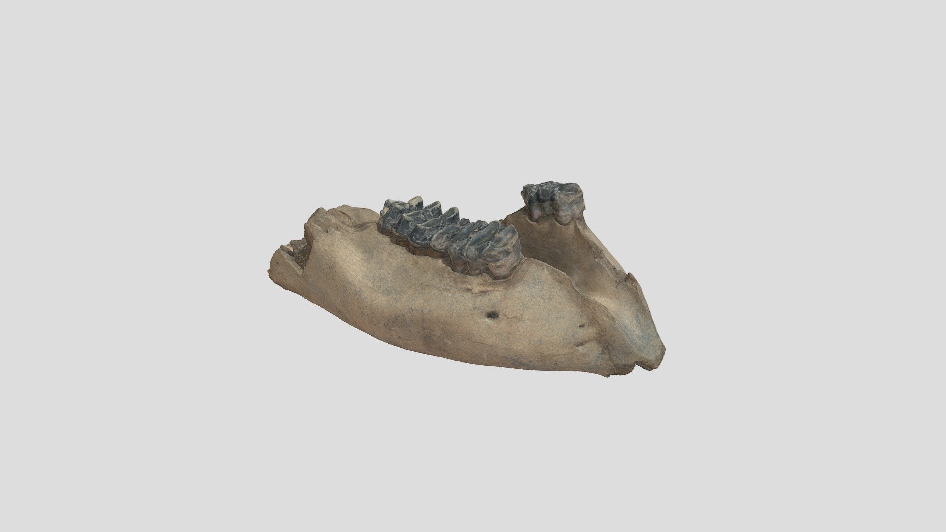 Mastodon Mandible - Download Free 3D model by UIPaleoRepository ...