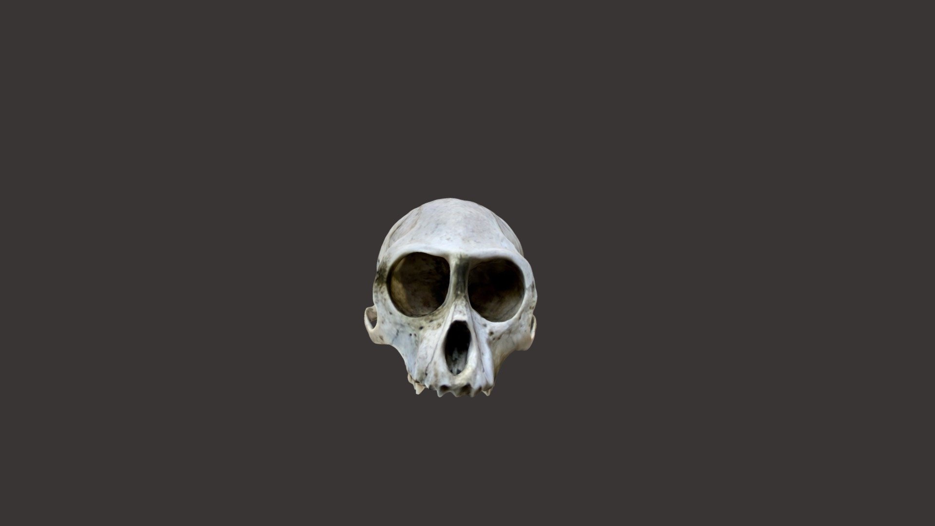 Vervet Monkey Skull - with STL file - Buy Royalty Free 3D model by ...