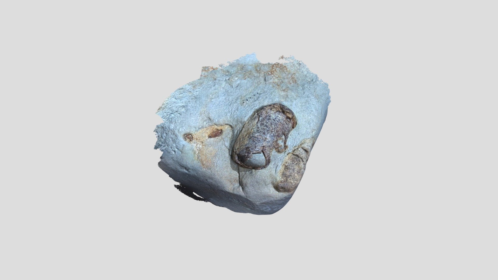 Fossilized cetacean ear bone in rock - Download Free 3D model by ...
