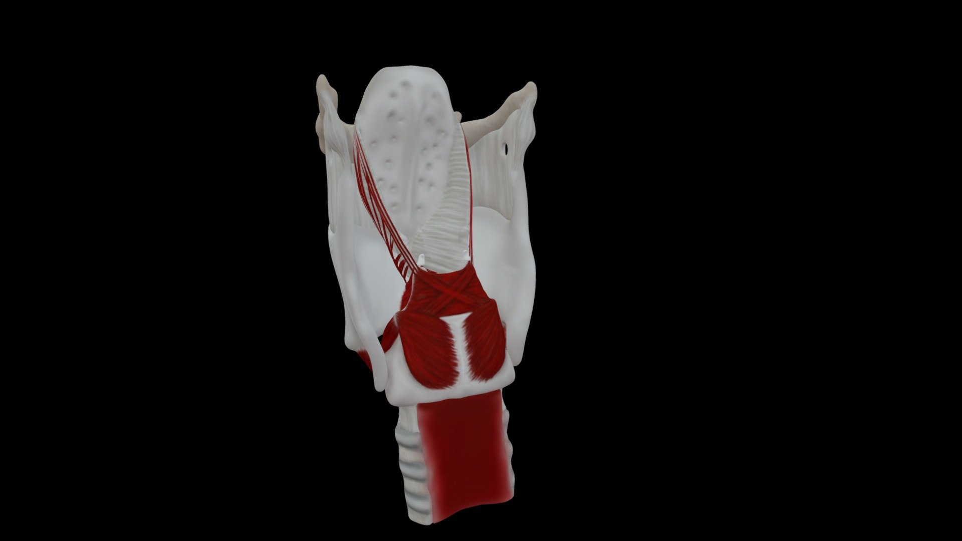 Larynx Model - 3D model by Pashaaq [e3f33d8] - Sketchfab