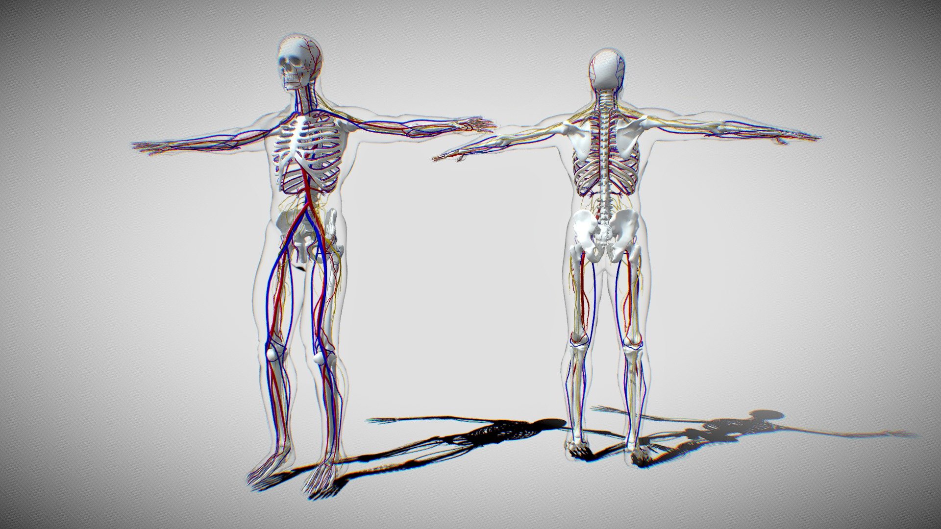 Human perspective X-ray X-ray bone blood vessels - Buy Royalty Free 3D ...