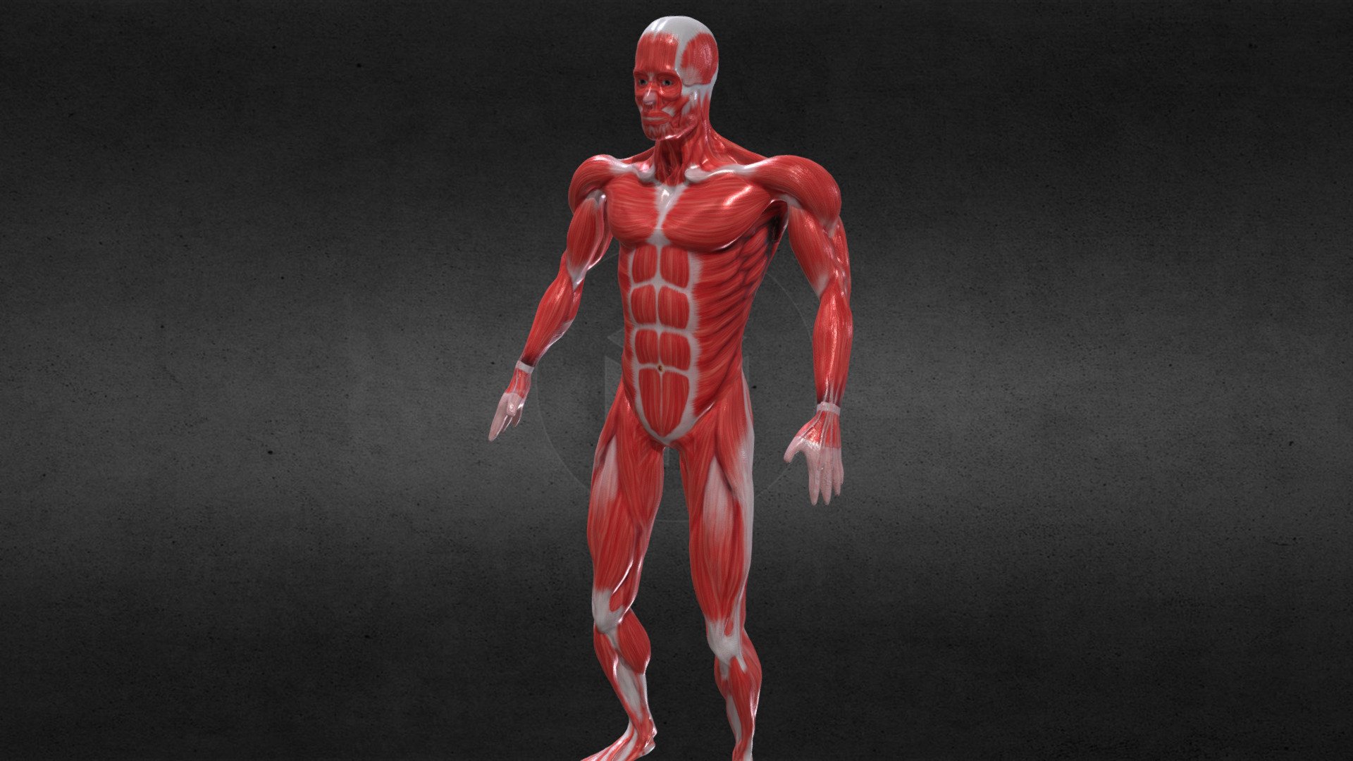 Breathing Idle Animation Anatomy Muscle RIGED - Buy Royalty Free 3D ...