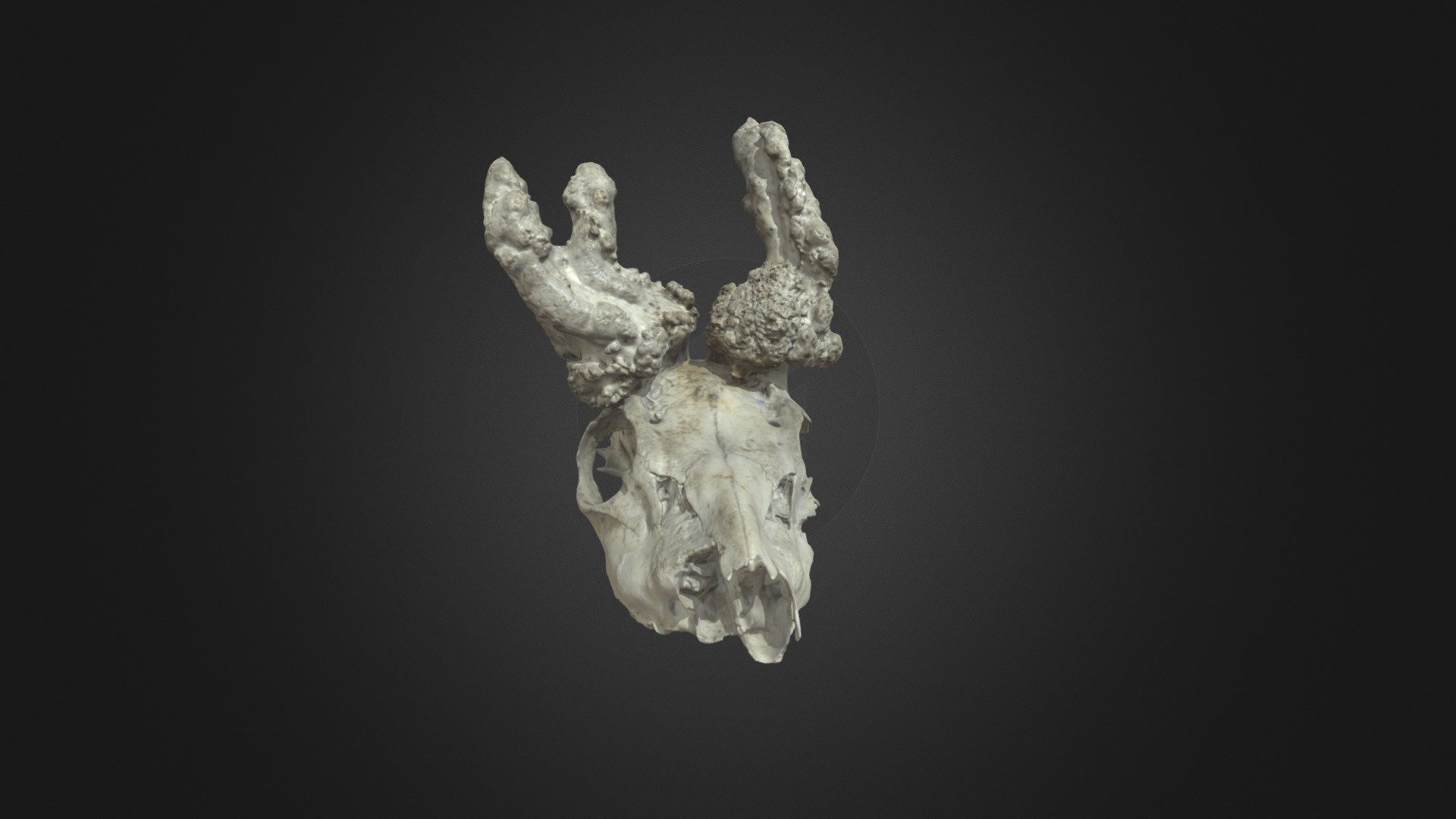Sheep Skull - 3D model by Northern Heritage Network (@cineg) [e4095b4 ...