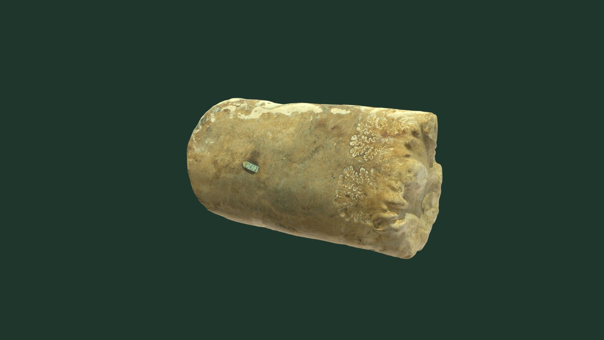 Baculites jenseni D472 - 3D model by Shellie Luallin (@Paleogirl ...