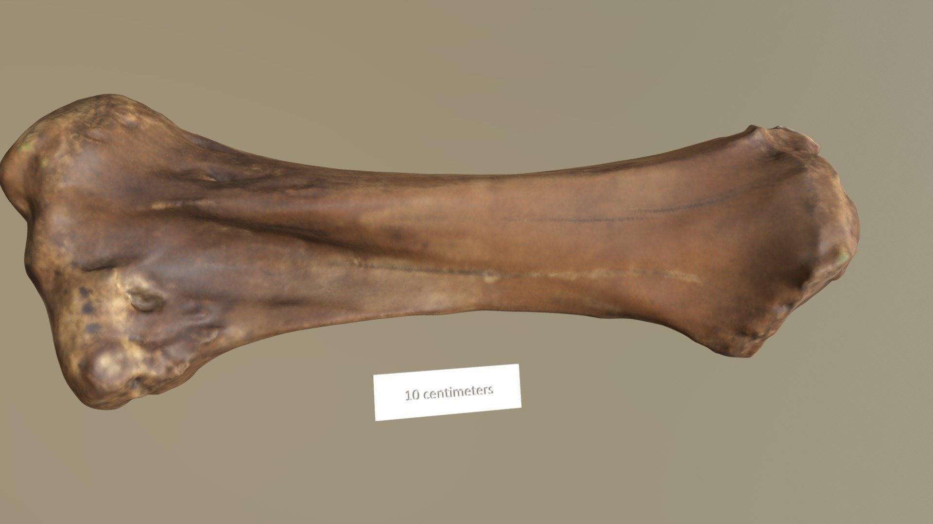 Mastodon Tibia Left (VCU_3D_3624) - 3D model by Virtual Curation Lab ...