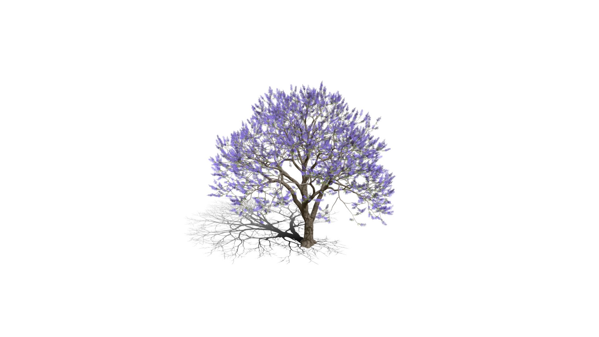 Realistic HD Blue jacaranda (9/40) - Download Free 3D model by ...