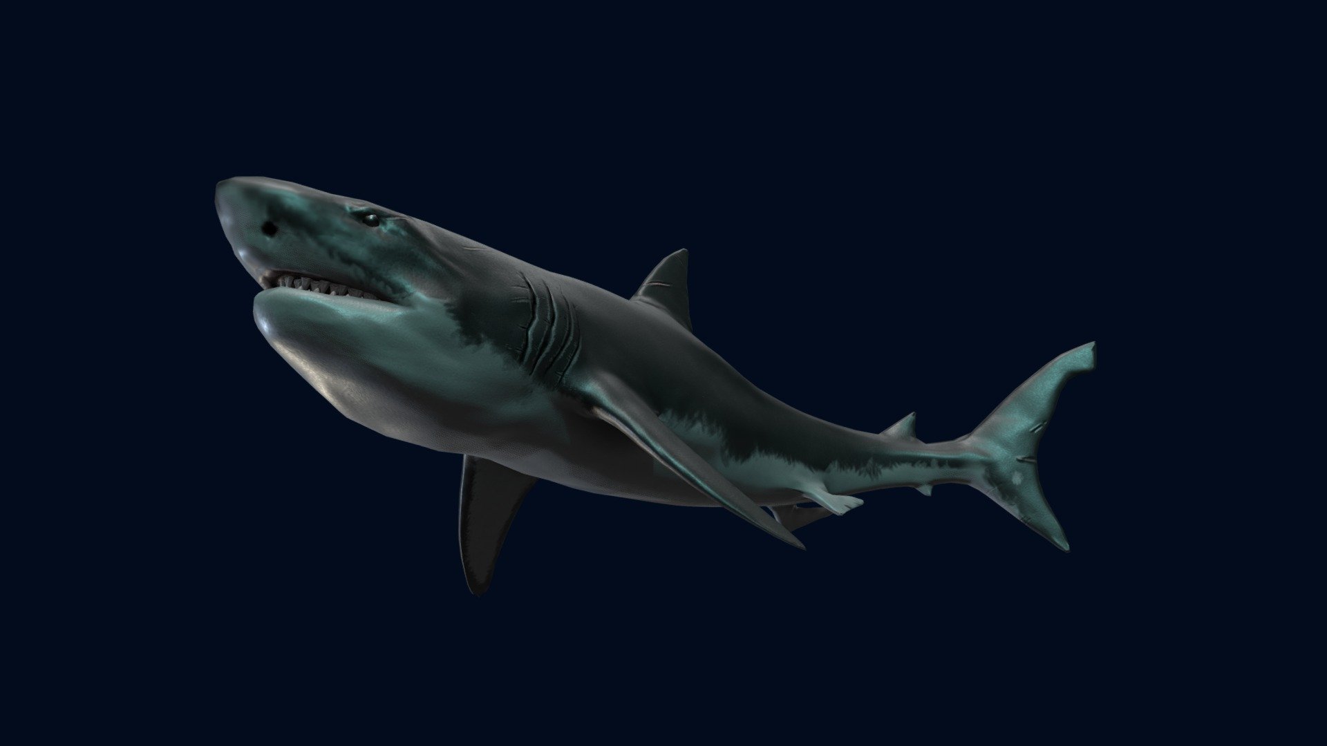 Shark animation - 3D model by RockyMadio [e410131] - Sketchfab